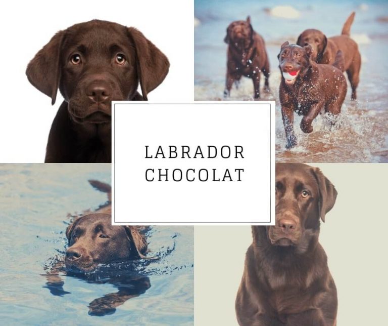 Labrador Retriever - Caractère, santé, alimentation, prix et